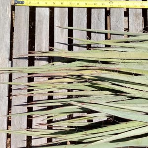 Wide Leaf Yucca Leaves, Yucca Baccata, 30in.-36in. Long, Approx. 40 in ...
