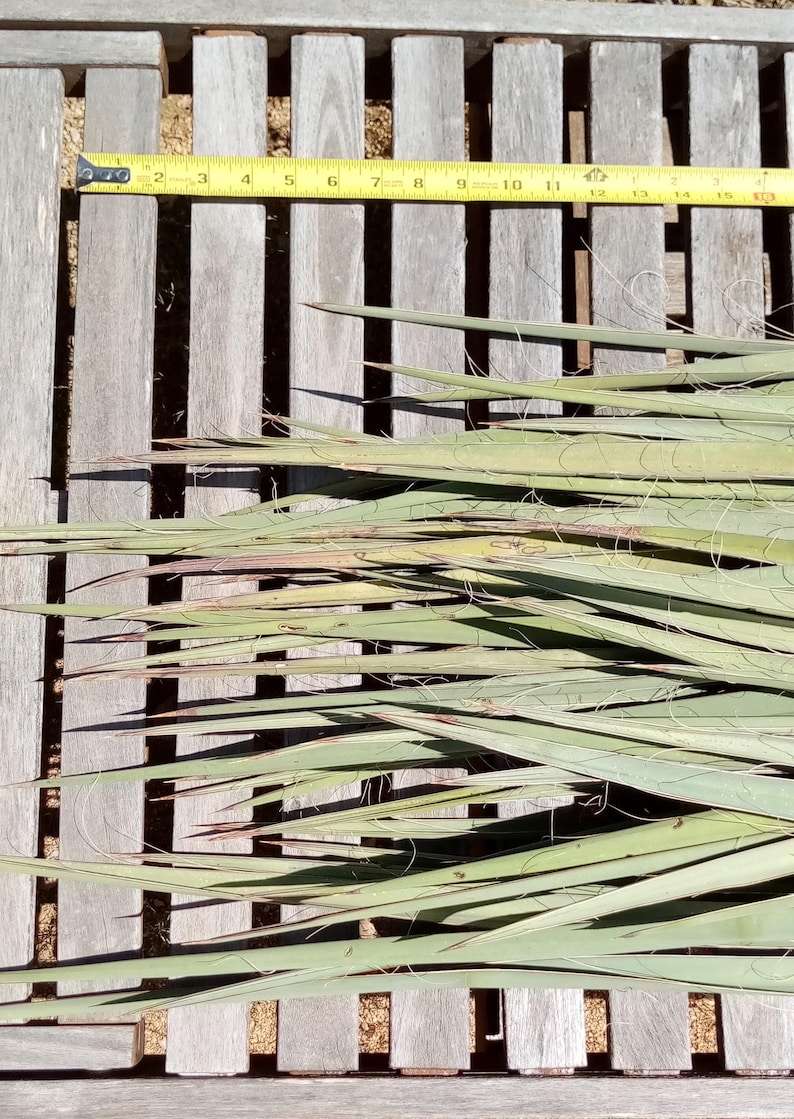 Wide Leaf Yucca Leaves, Yucca Baccata, 30in.-36in. Long, Approx. 40 in ...