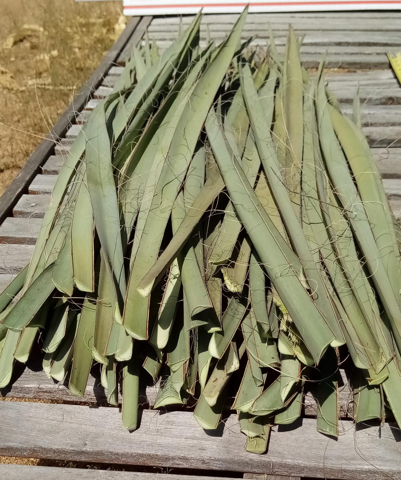 Wide Leaf Yucca Leaves, Yucca Baccata, 30in.-36in. Long, Approx. 40 in ...