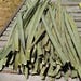 Wide Leaf Yucca Leaves, Yucca Baccata, 30in.-36in. Long, Approx. 40 in ...