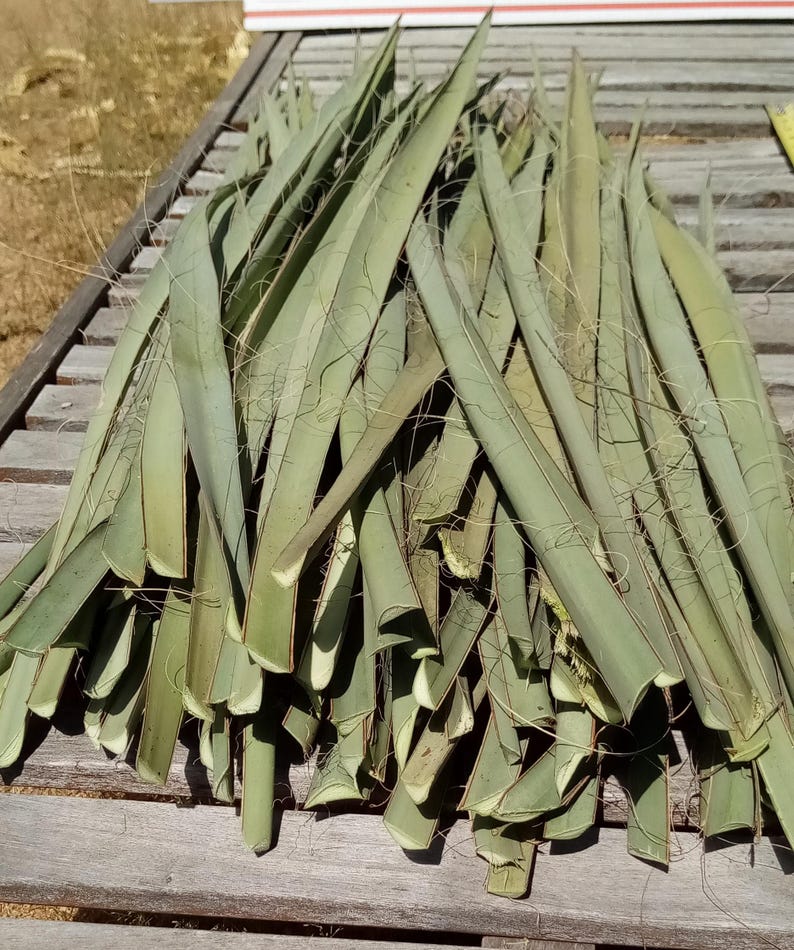 Wide Leaf Yucca Leaves, Yucca Baccata, 30in.-36in. Long, Approx. 40 in ...
