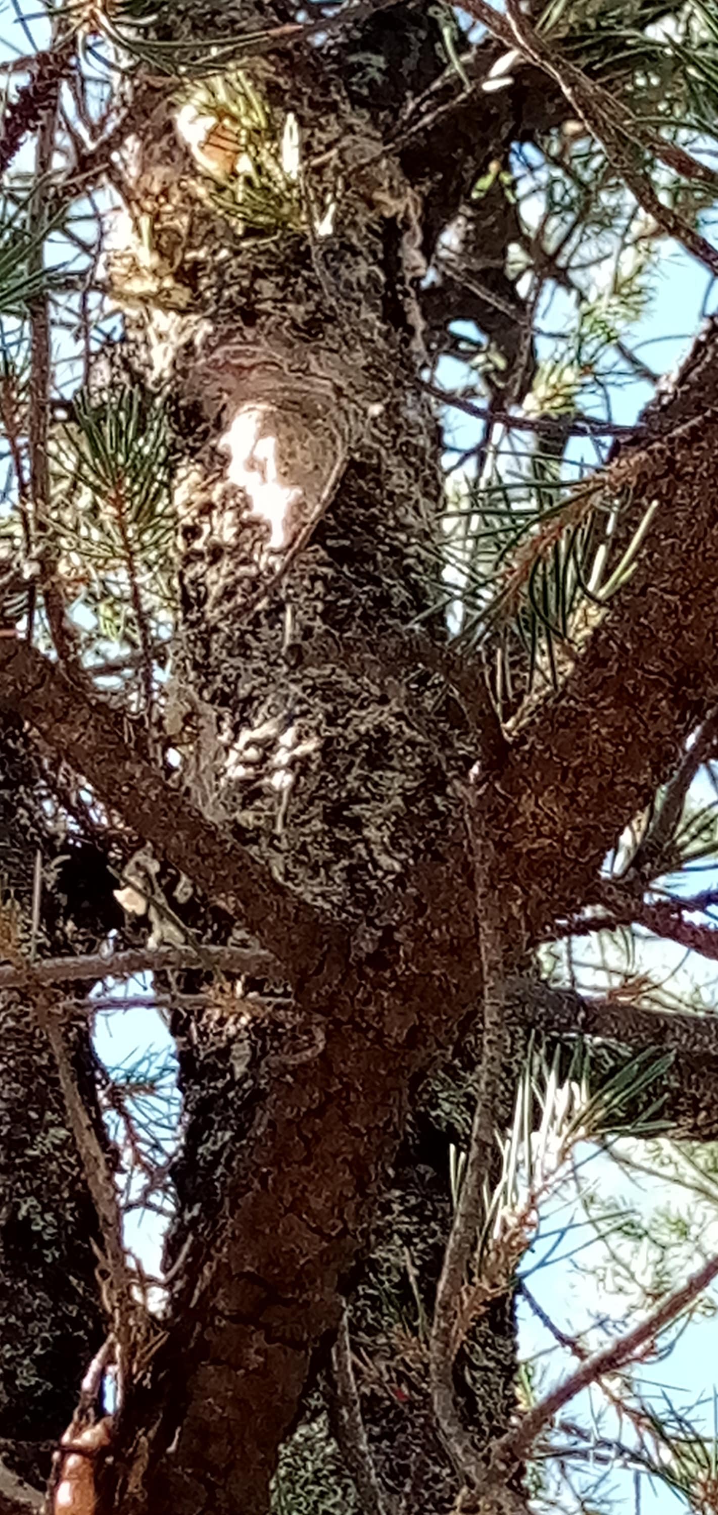 Piñon Pine Tree Resin/sap/resin From South West New Mexico Soft/sticky ...