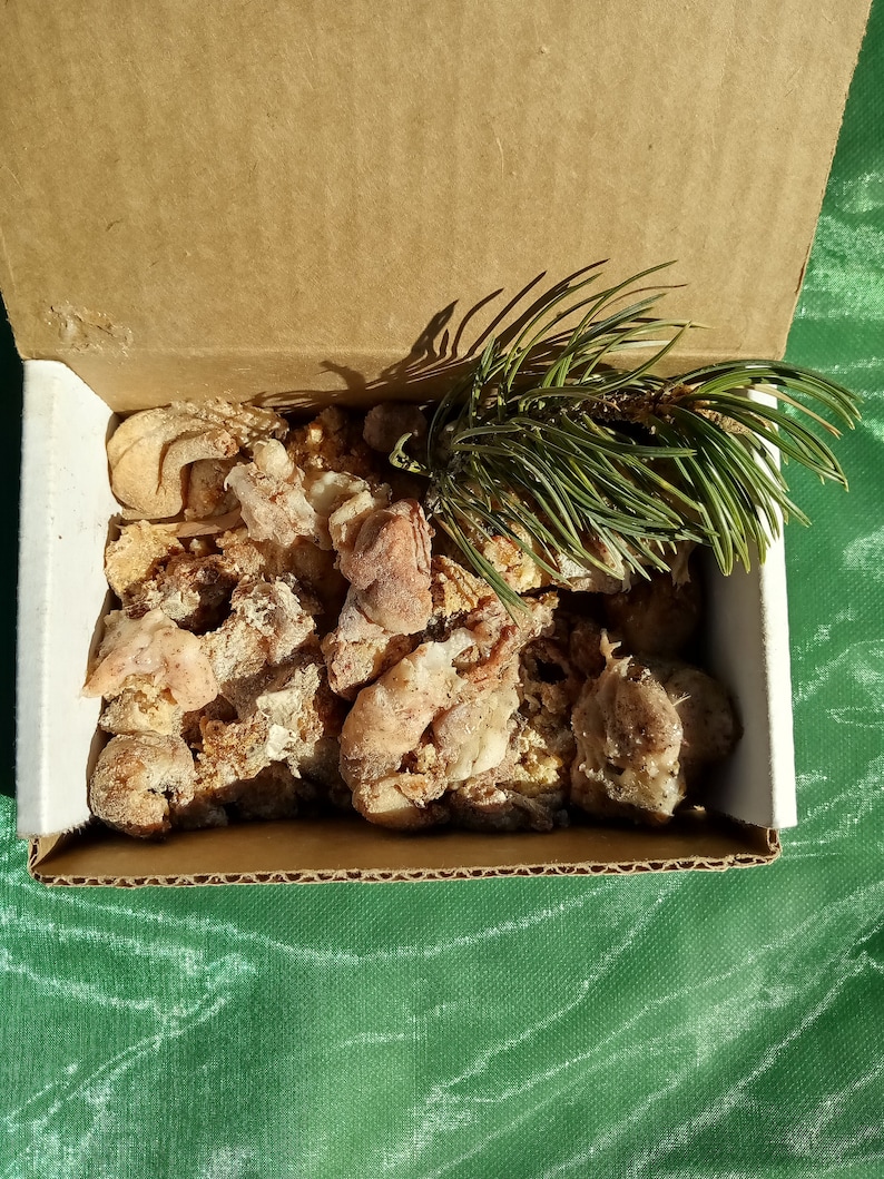 Piñon Pine Tree Resin/sap/resin From South West New Mexico Soft/sticky ...