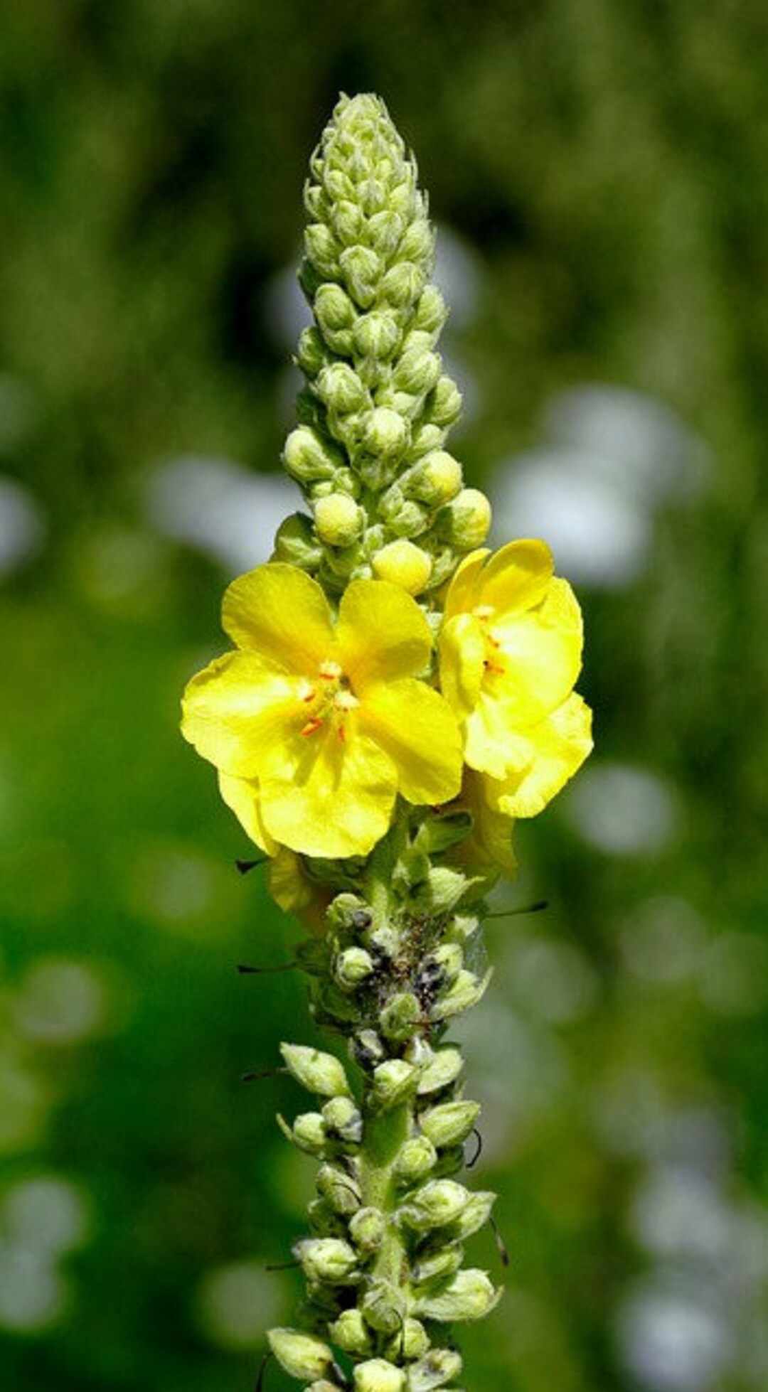 Mullein Seeds, 1/8 Tsp. Approx. 1000 Seeds, From South West New Mexico, Grows Big Luxuries Soft ...