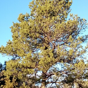 Piñon Pine Tree Resin/sap/resin From South West New Mexico Soft/sticky ...