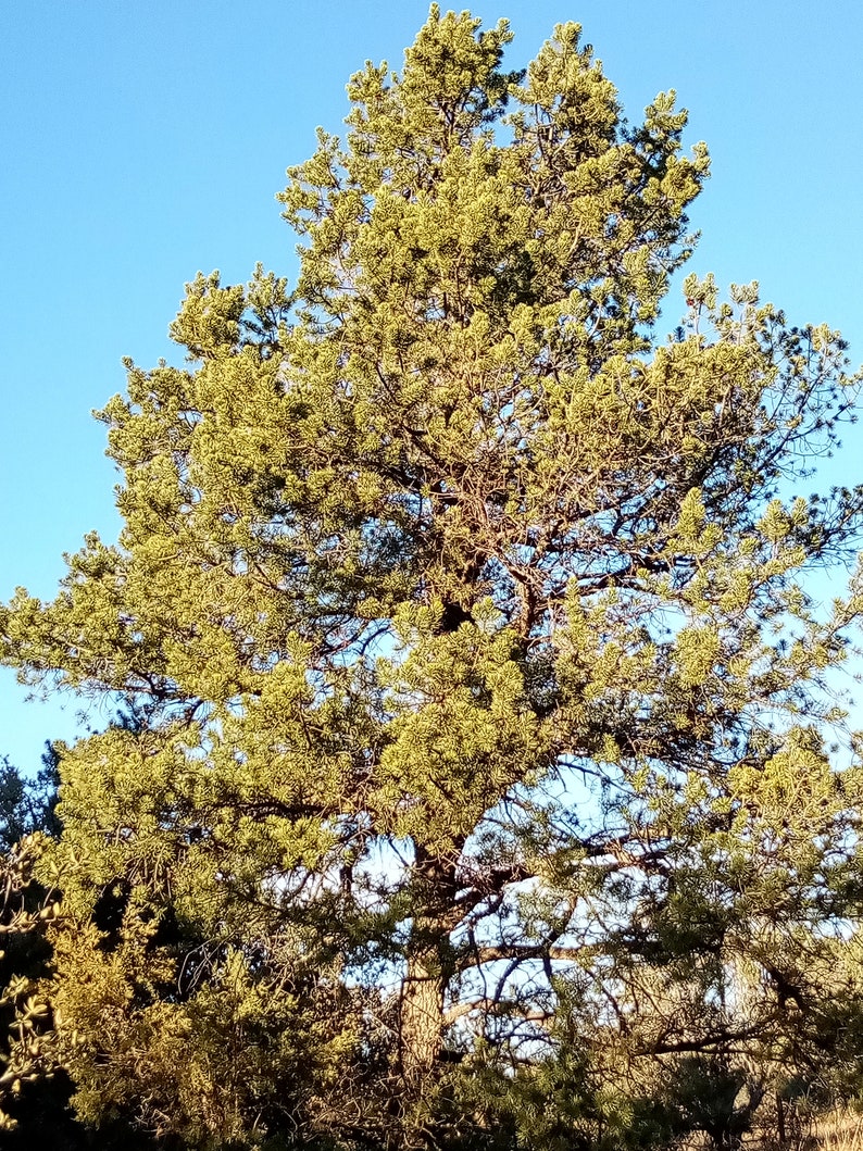 Piñon Pine Tree Resin/sap/resin From South West New Mexico Soft/sticky ...