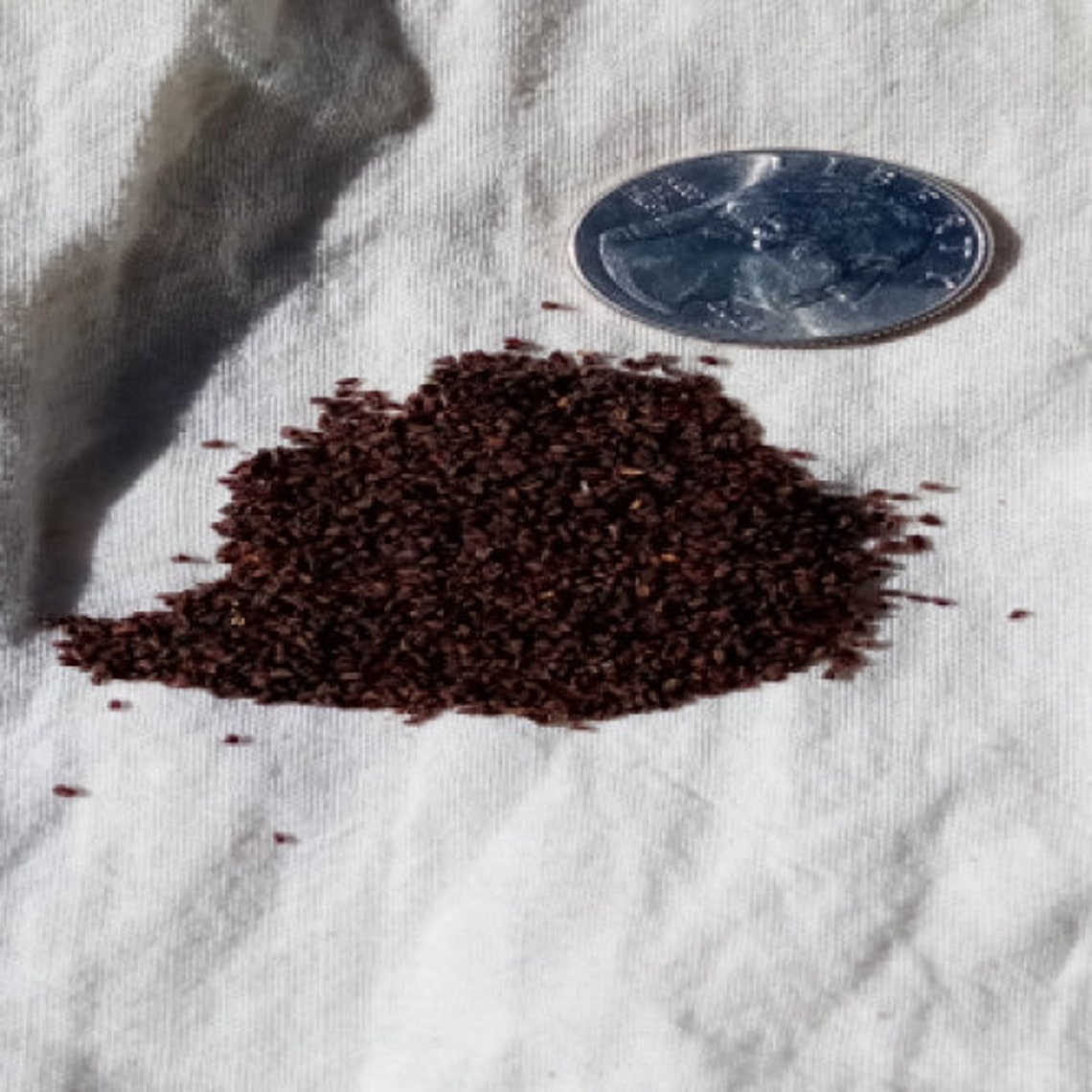 Evening Primrose Seeds, 1/8 Tsp. Approx. 1000 Seeds,from SW New Mexico ...