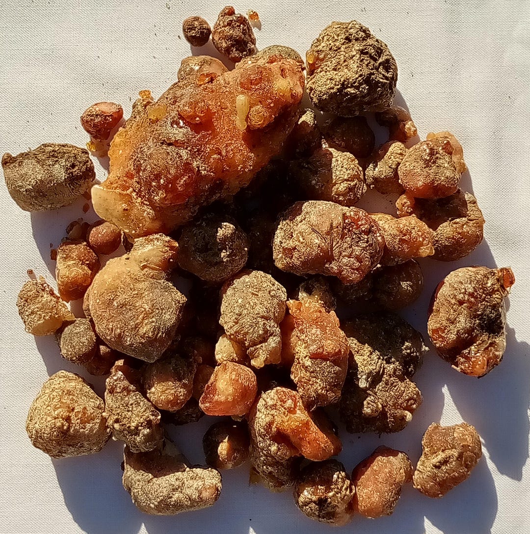 Piñon Pine Tree Sap/resin/pitch From SW New Mexico 1oz. to 2lbs.options ...