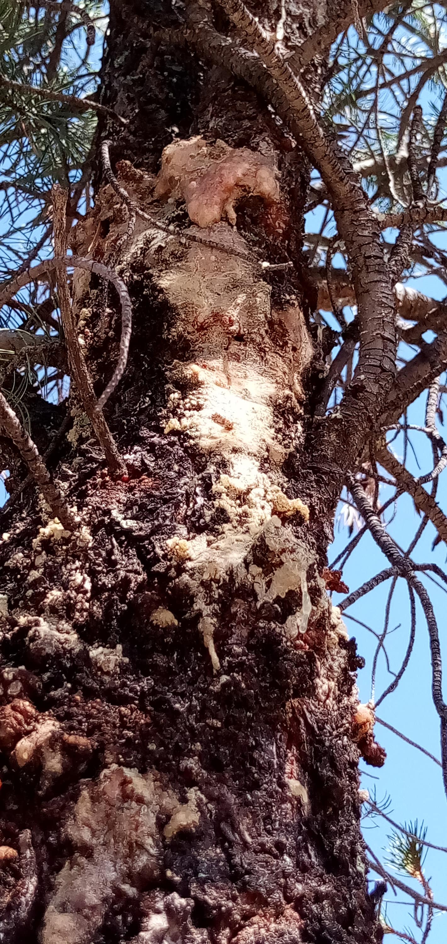 Piñon Pine Tree Resin/sap/resin From South West New Mexico Soft/sticky ...