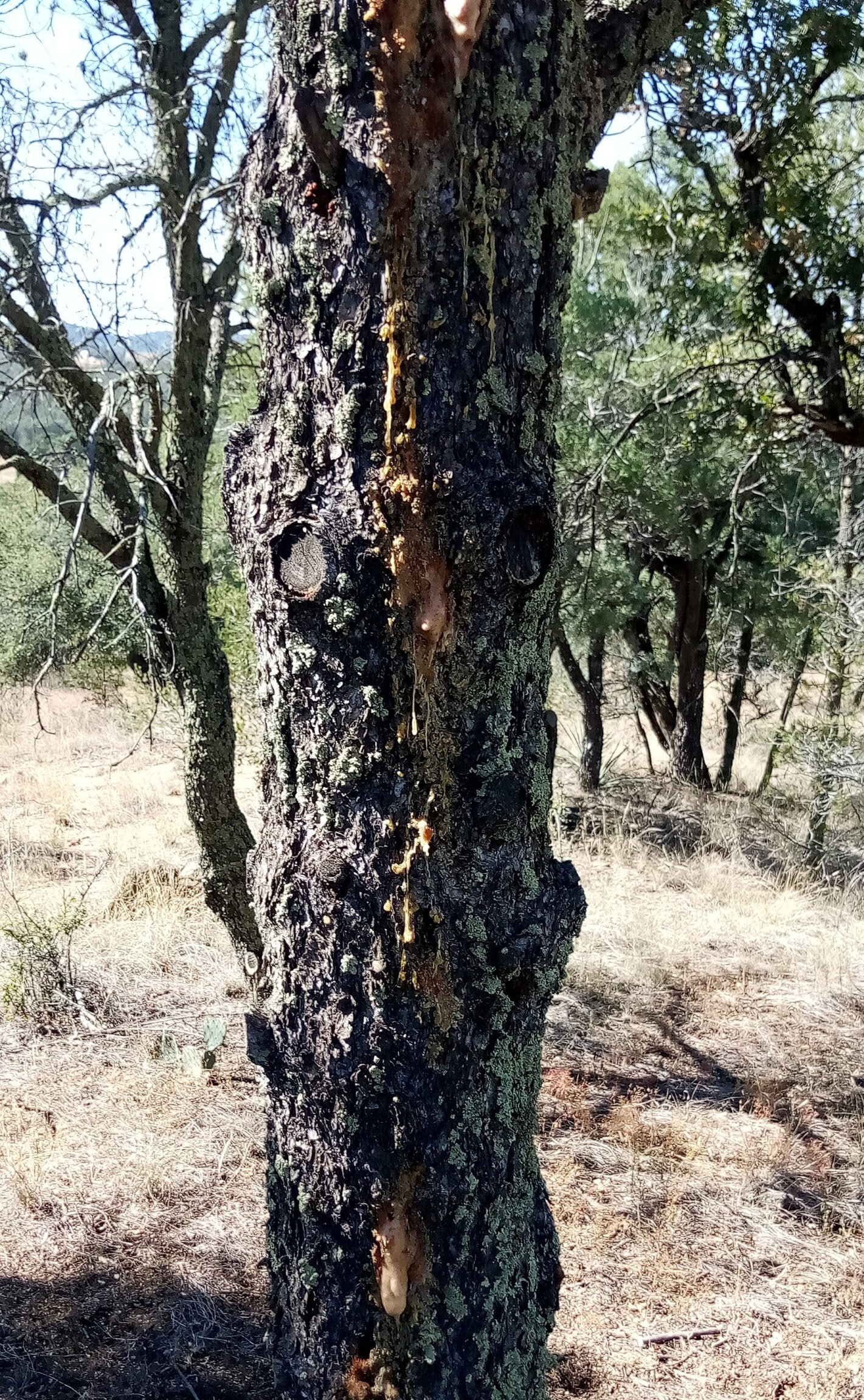 Piñon Pine Tree Resin/sap/resin From South West New Mexico Soft/sticky ...
