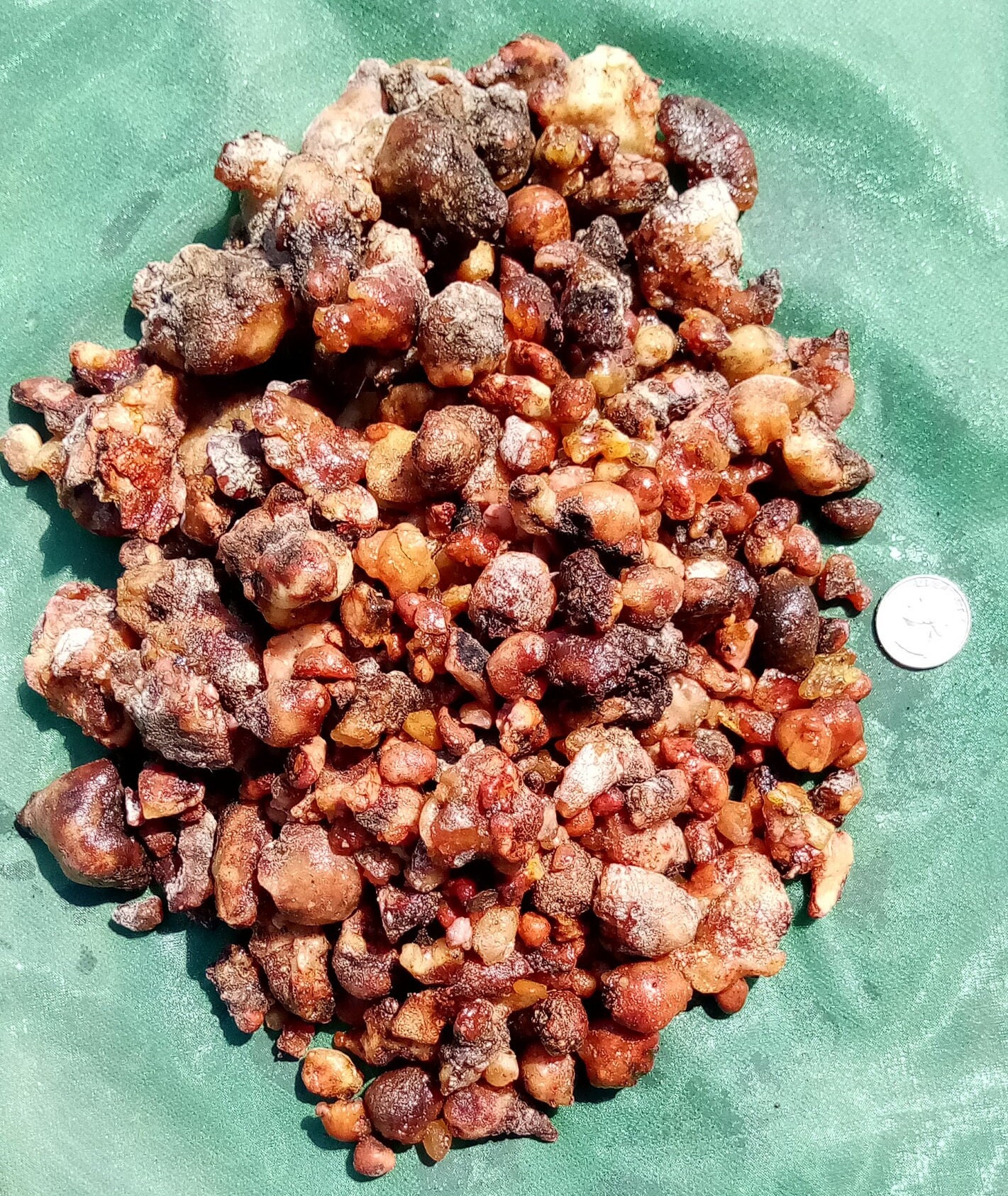 Piñon Pine Tree Sap/resin/pitch From SW New Mexico 1oz. to 2lbs.options ...