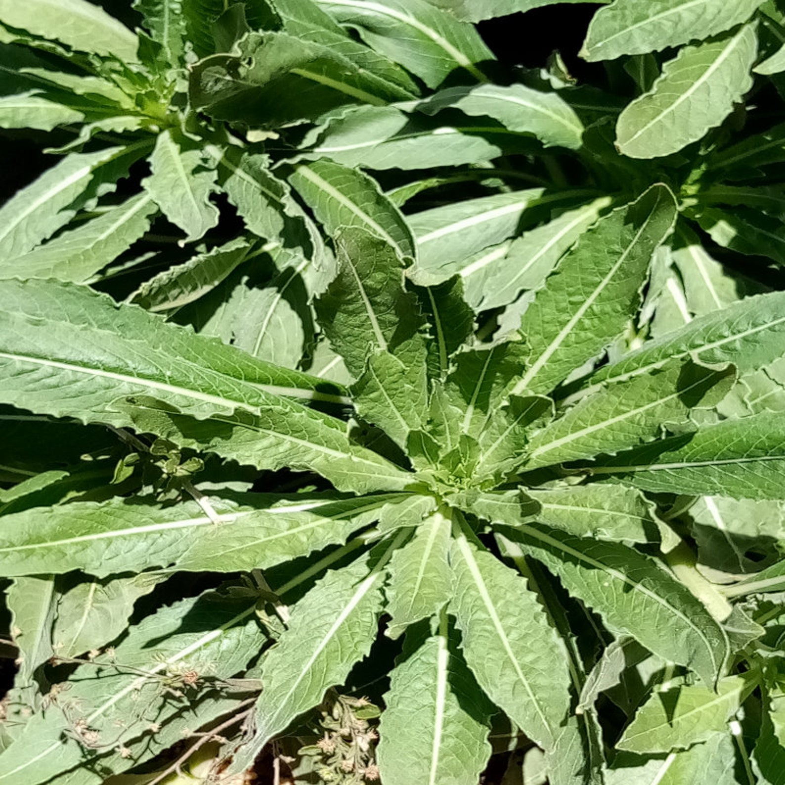 Evening Primrose Seeds, 1/8 Tsp. Approx. 1000 Seeds,from SW New Mexico ...