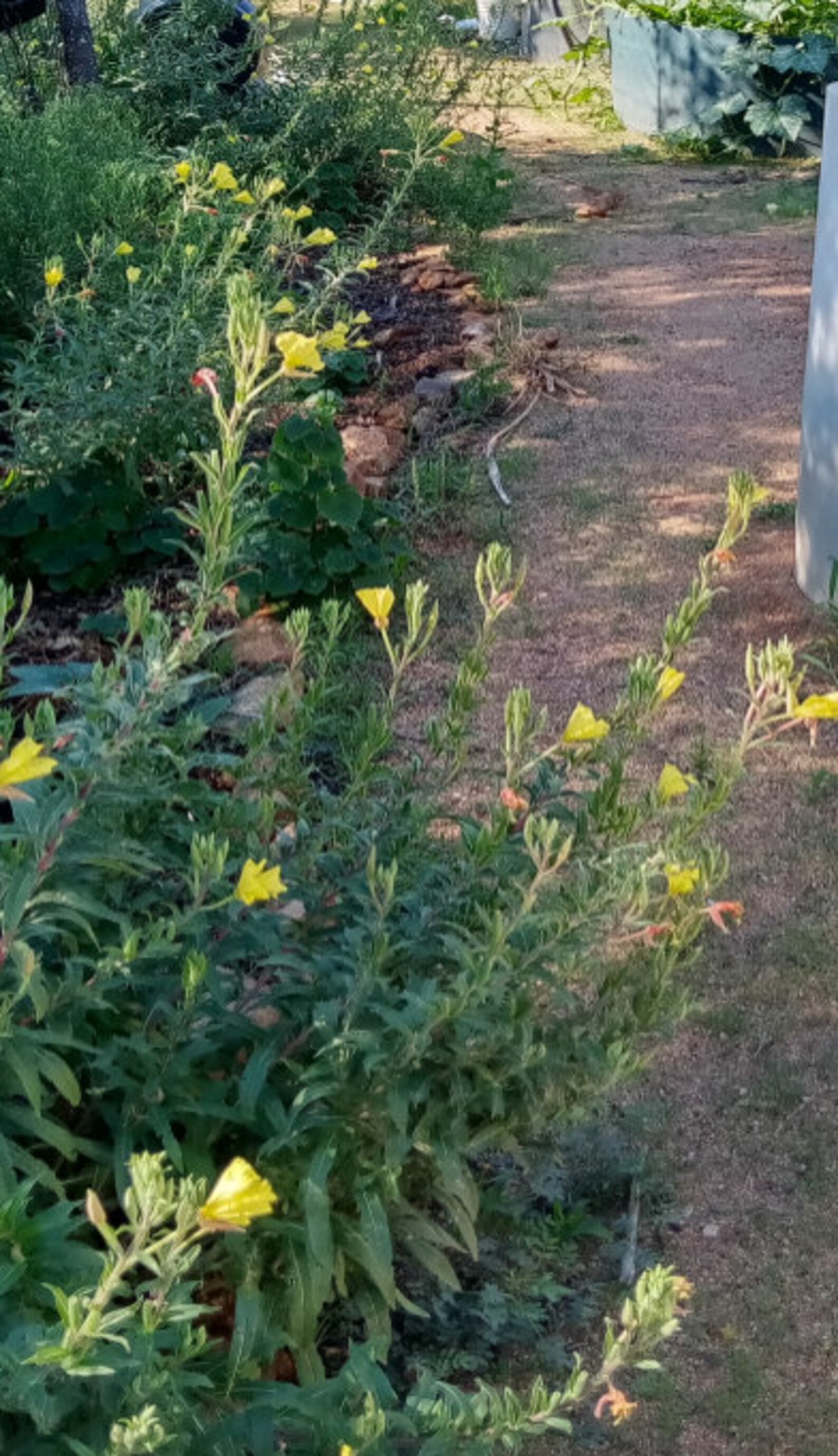 Evening Primrose Seeds, 1/8 Tsp. Approx. 1000 Seeds,from SW New Mexico ...