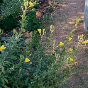 Evening Primrose Seeds, 1/8 Tsp. Approx. 1000 Seeds,from SW New Mexico ...