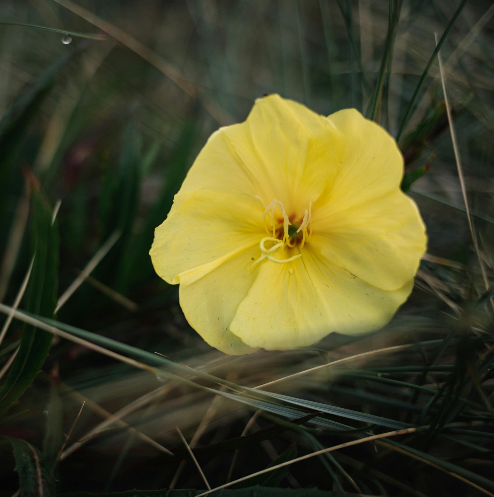 Evening Primrose Seeds, 1/8 Tsp. Approx. 1000 Seeds,from SW New Mexico ...