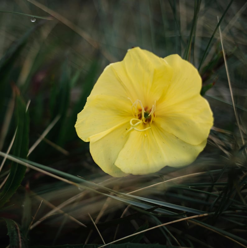 Evening Primrose Seeds, 1/8 Tsp. Approx. 1000 Seeds,from SW New Mexico ...