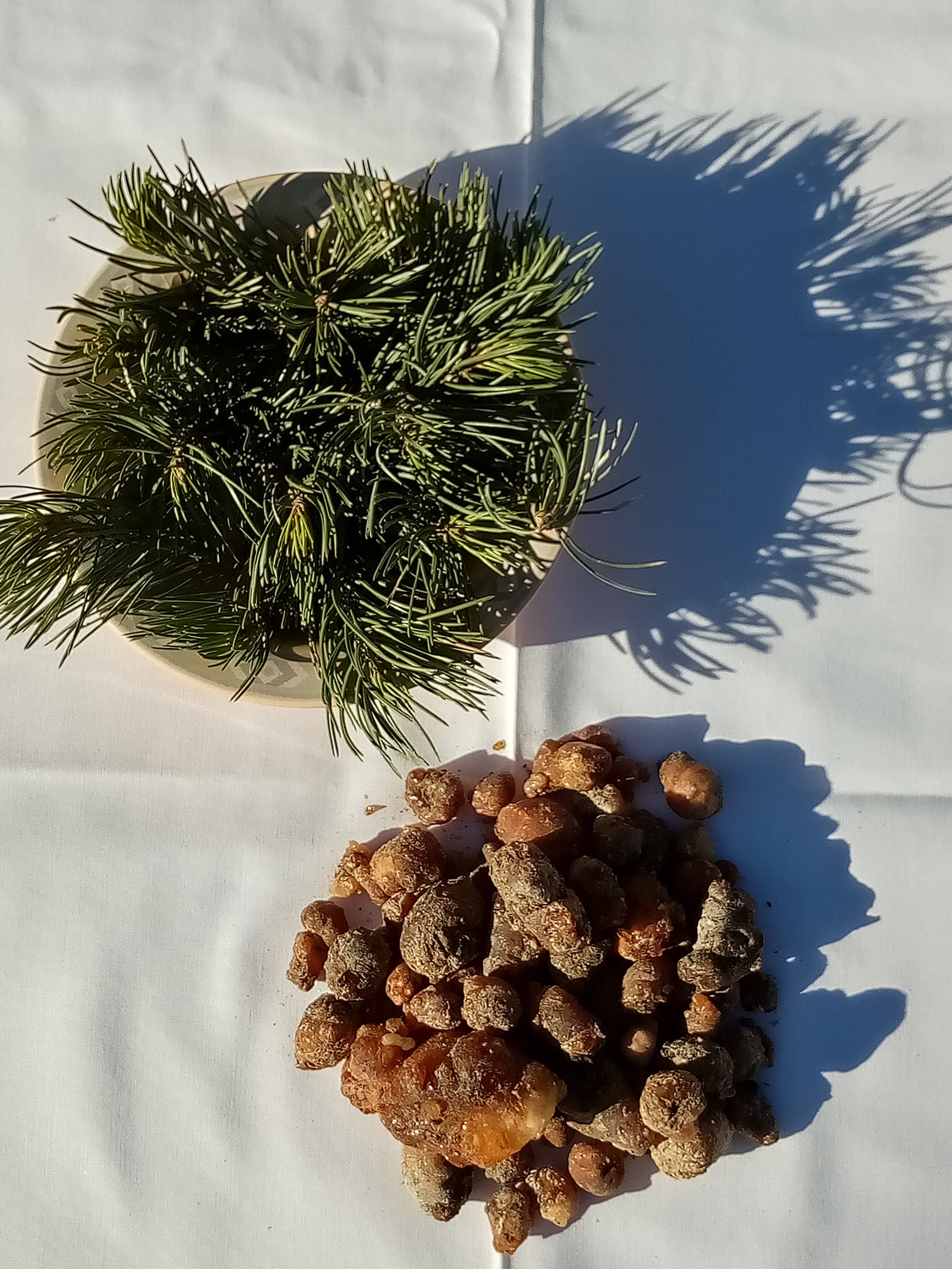 Piñon Pine Tree Sap/resin/pitch From SW New Mexico 1oz. to 2lbs.options ...
