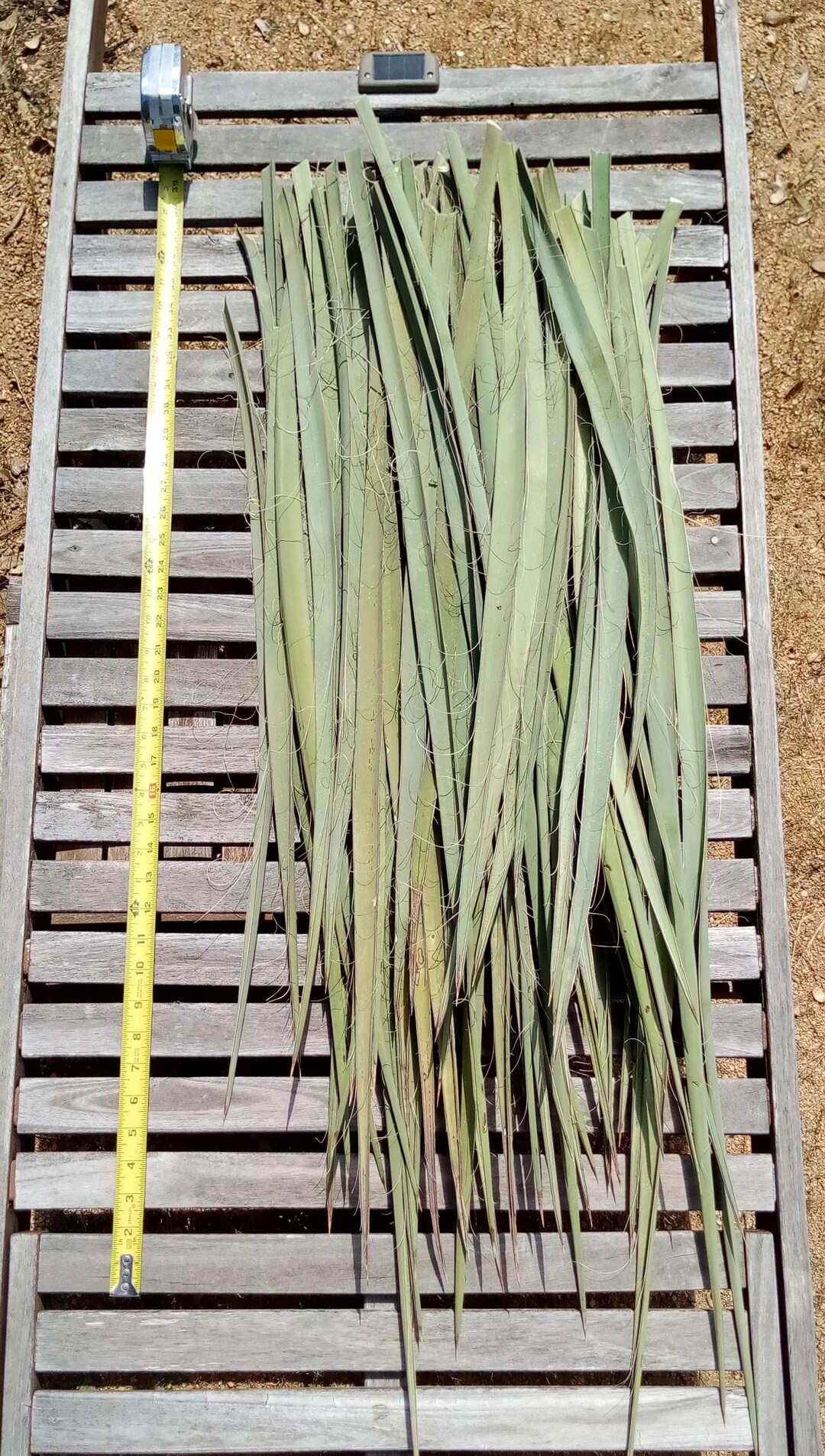 Wide Leaf Yucca Leaves, Yucca Baccata, 30in.-36in. Long, Approx. 40 in ...