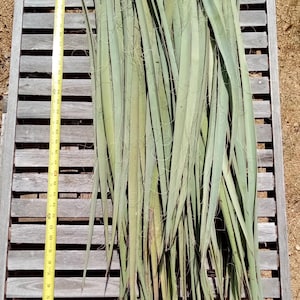 Wide Leaf Yucca Leaves, Yucca Baccata, 30in.-36in. Long, Approx. 40 in ...