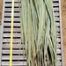 Wide Leaf Yucca Leaves, Yucca Baccata, 30in.-36in. Long, Approx. 40 in ...