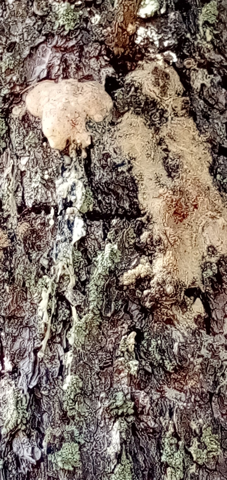 Piñon Pine Tree Resin/sap/resin From South West New Mexico Soft/sticky ...