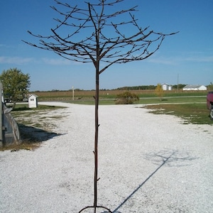 Wrought Iron Large Tree Woodsy Yard Decoration - Garden Art - Birdhouse ...