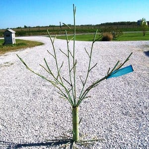 84" Wrought Iron Bottle Tree – Rustic Garden Art, Patio Decor, Woodsy ...