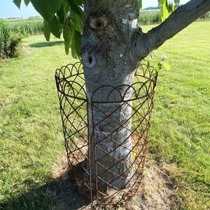 Wrought Iron Half Circle Tree Surround – Rusty Metal Sapling Guard ...