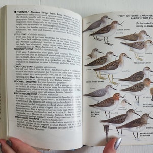 A Field Guide to Western Birds by Roger Tory Peterson --- Vintage 1990s ...