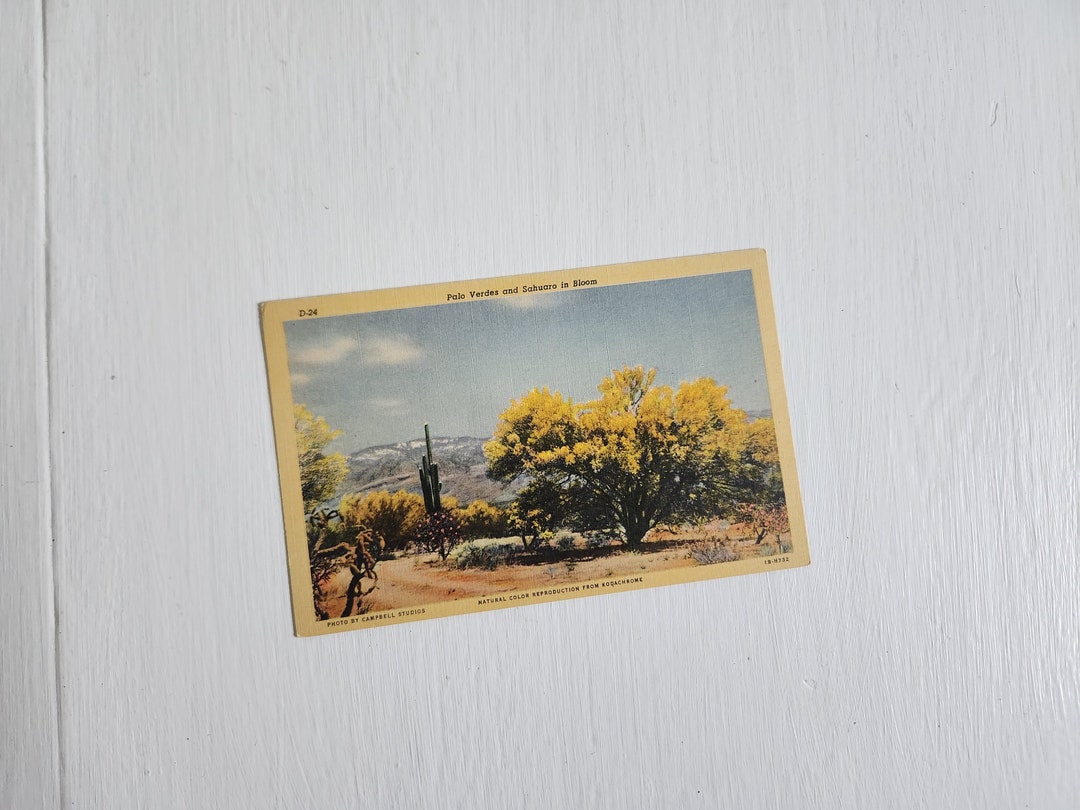 Vintage Palo Verdes and Sahuaro in Bloom Linen Finish Postcard Retro ...