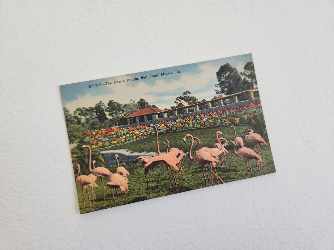 Vintage Pink Flamingos Linen Finish Postcard Retro 1950s Parrot Jungle ...