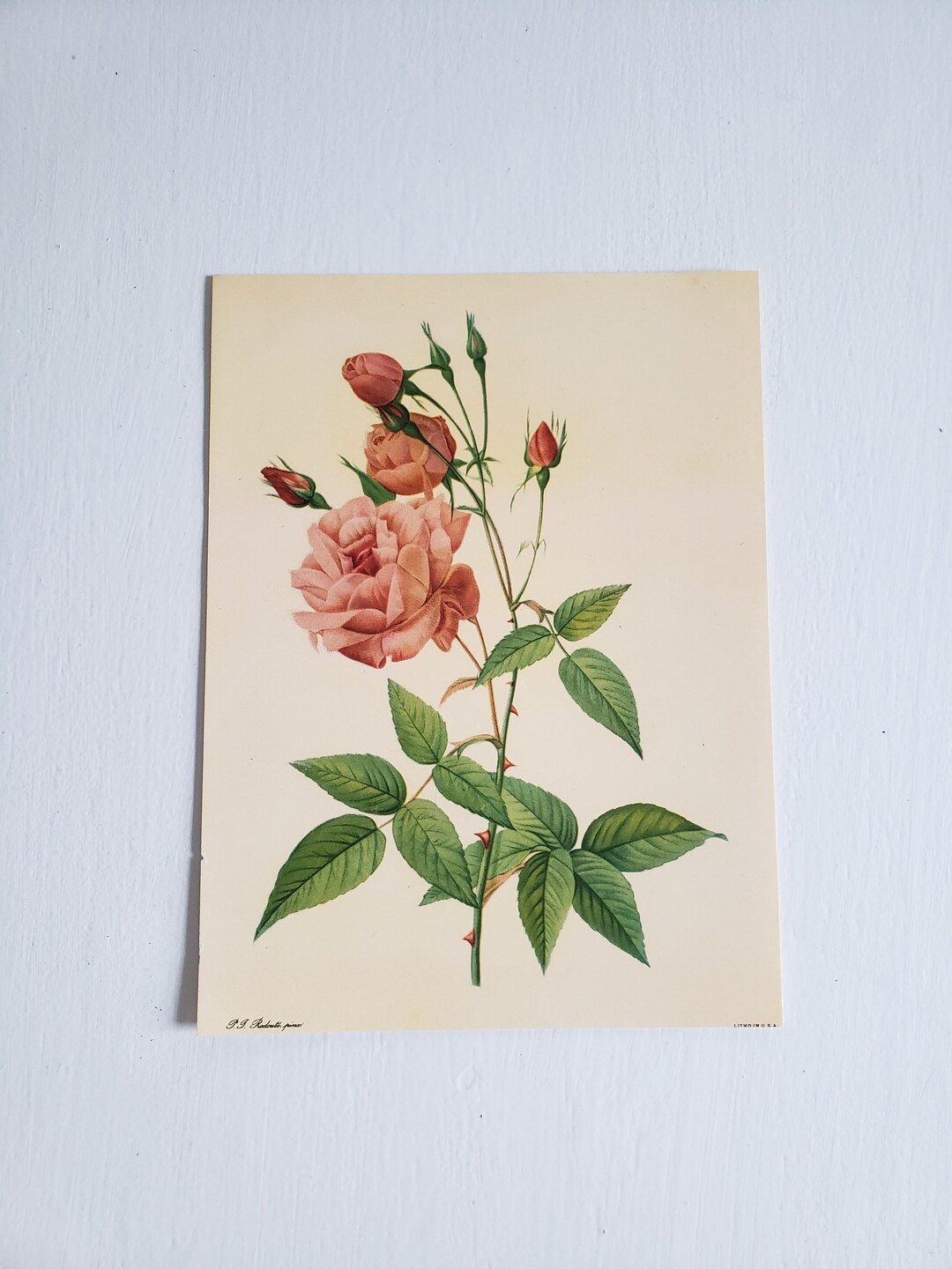 Vintage Pierre-joseph Redoute Pink Rose Lithograph --- Retro Colorful ...