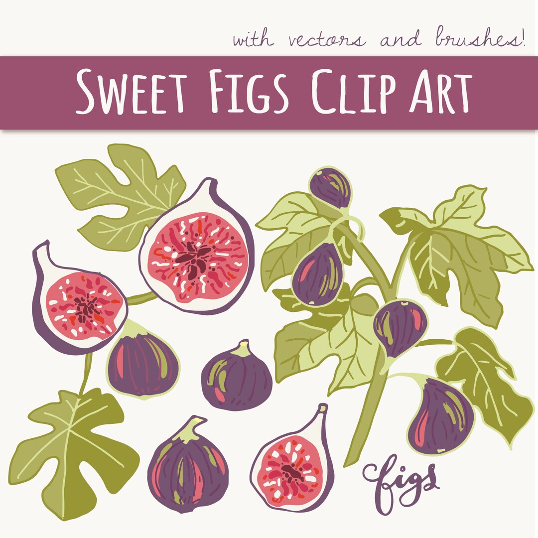 Botanical Clip Art, Figs, Fruit Clipart, Fig Illustration, Fig Clipart ...