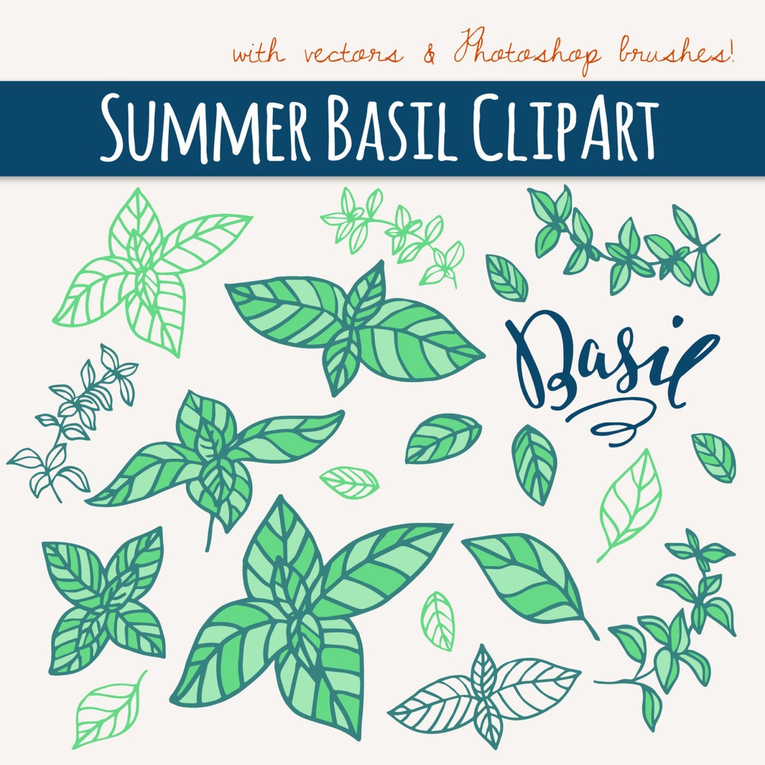 Botanical Clipart, Basil Clipart, Herb Clipart, Basil Clip Art, Digital ...