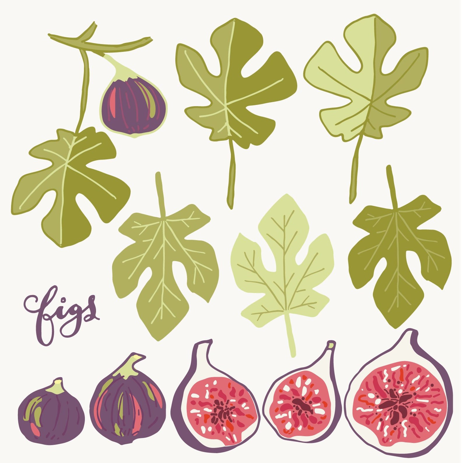 Botanical Clip Art, Figs, Fruit Clipart, Fig Illustration, Fig Clipart ...
