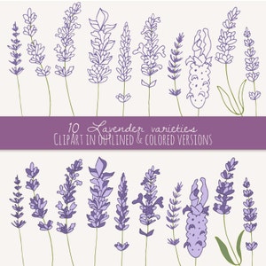 Lavender Clipart Set, Herb Clip Art, Herbal Clipart, Lavender Clip Art ...