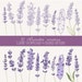 Lavender Clipart Set, Herb Clip Art, Herbal Clipart, Lavender Clip Art ...