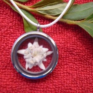 Real Dried Edelweiss Flower Deluxe Blossom Locket, Silver Stainless ...