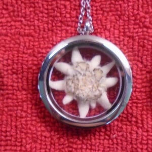 Real Dried Edelweiss Flower Deluxe Blossom Locket,silver Stainless ...