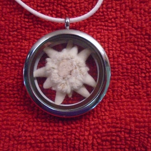 Real Dried Edelweiss Flower Deluxe Blossom Locket, Silver Stainless ...