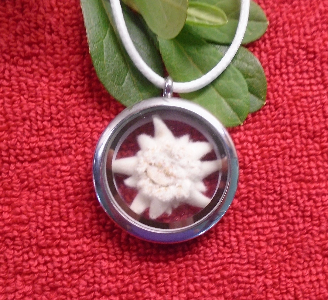Real Dried Edelweiss Flower Deluxe Blossom Locket, Silver Stainless ...