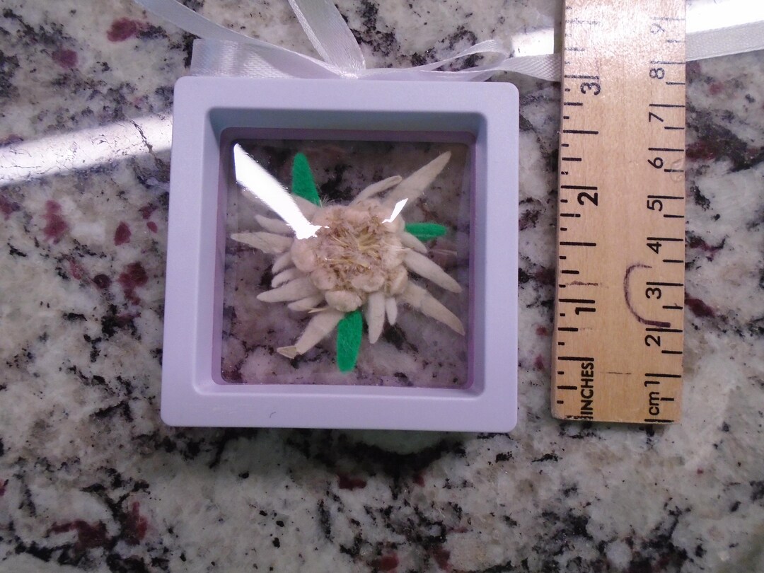 REAL Dried Flower Edelweiss Blossom Gift Ornament Square Heritage ...
