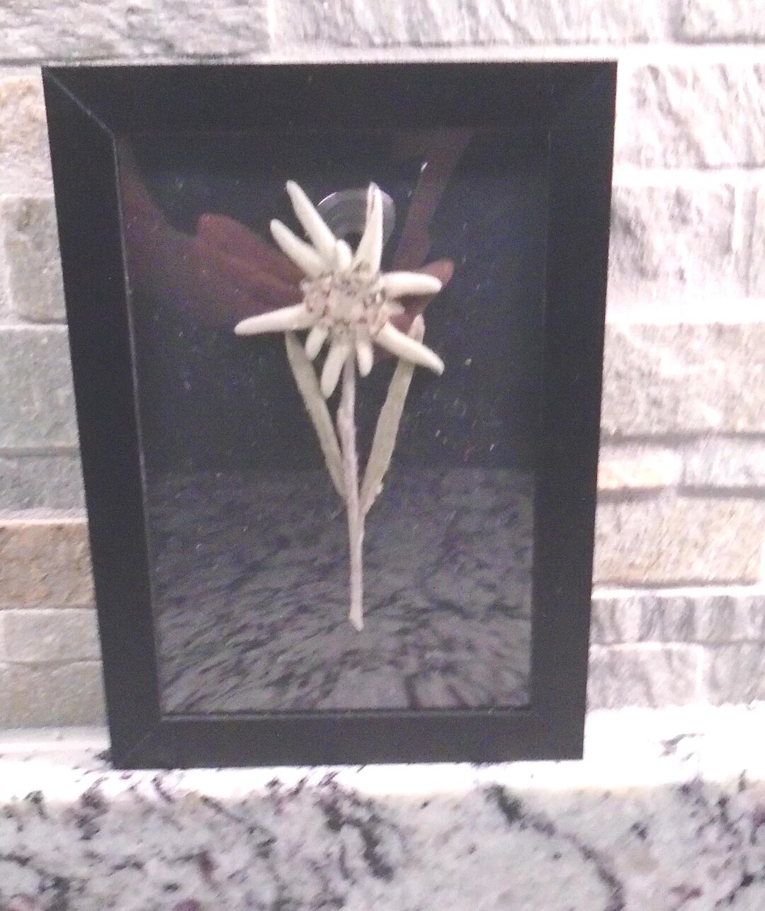 Real Edelweiss Framed Pressed Dried Flower Art Edelweiss Flower Blossom ...