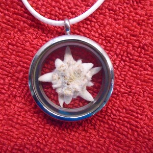 Real Dried Edelweiss Flower Deluxe Blossom Locket, Silver Stainless ...
