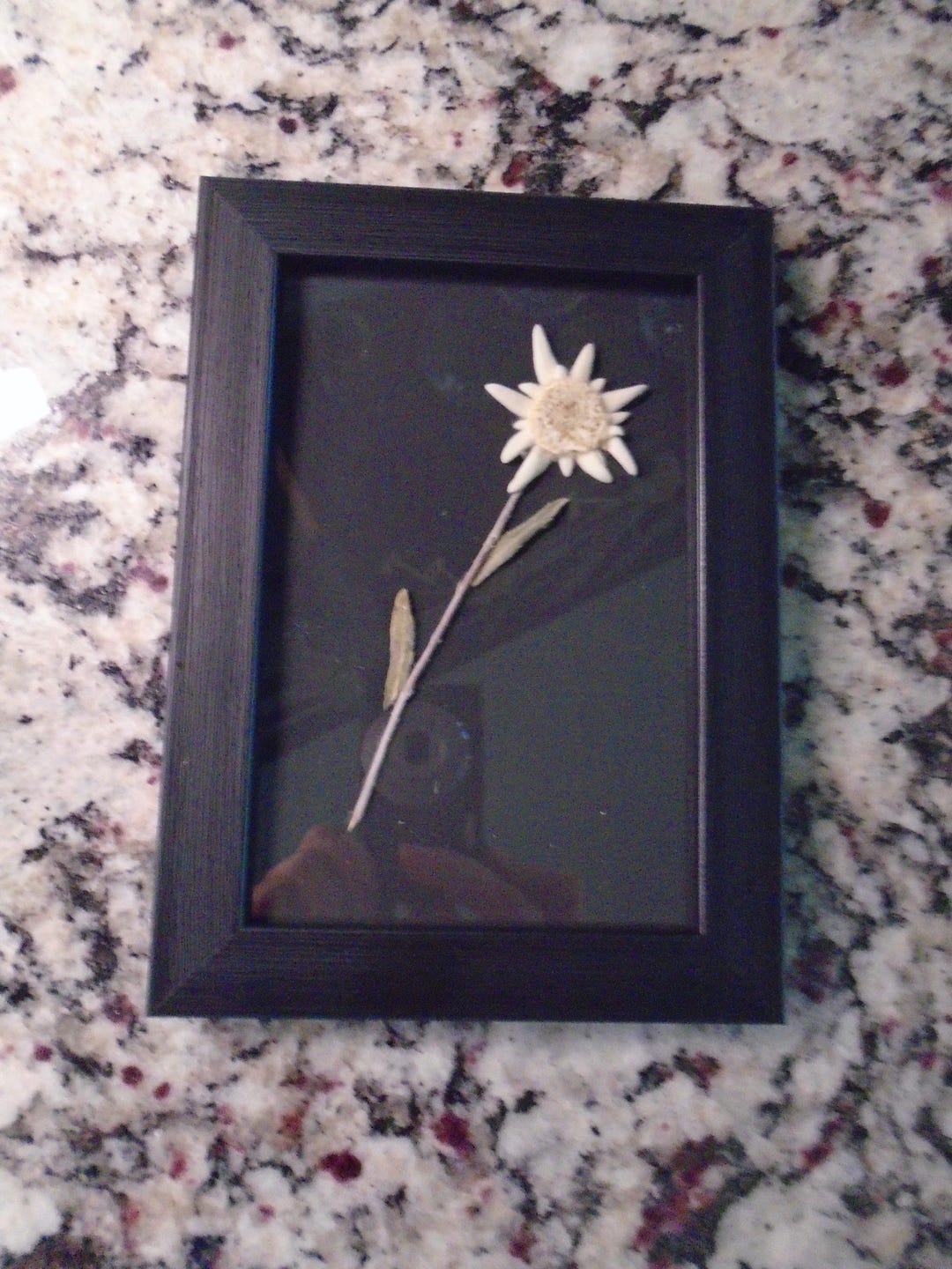Real Dried Edelweiss Flower Blossom Lovely W Stem Leaves Newly Framed ...