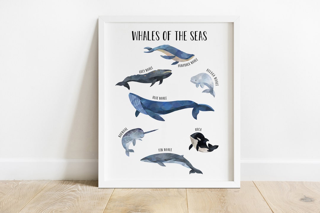 DIGITAL FILE, Whales Chart Print, Whale Print, Whale Poster, Ocean ...