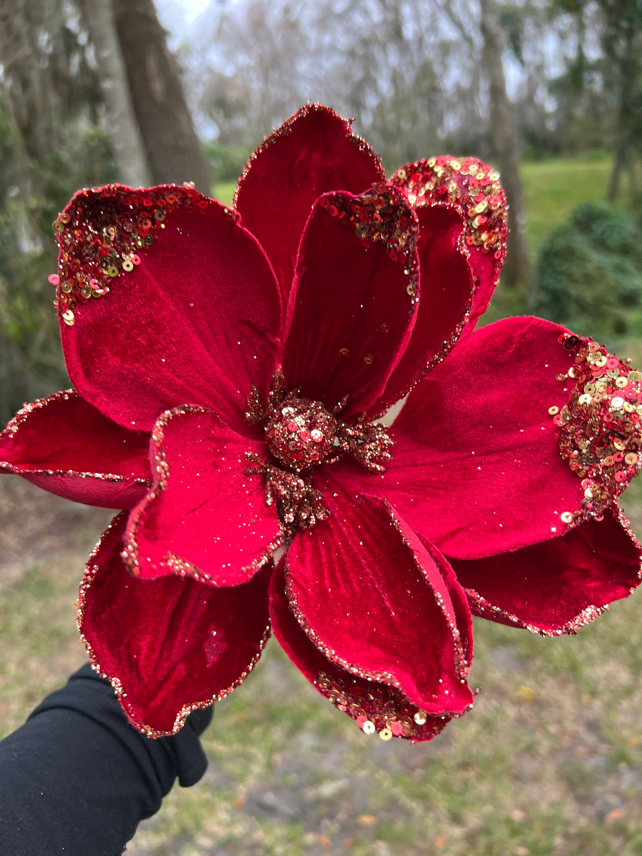 Red Magnolia Flower Pictures