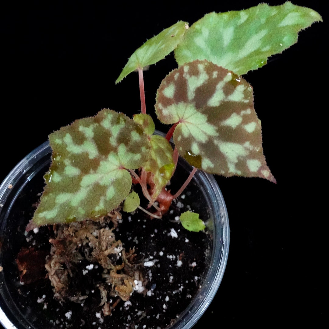 Begonia Luzhaiensis - Etsy