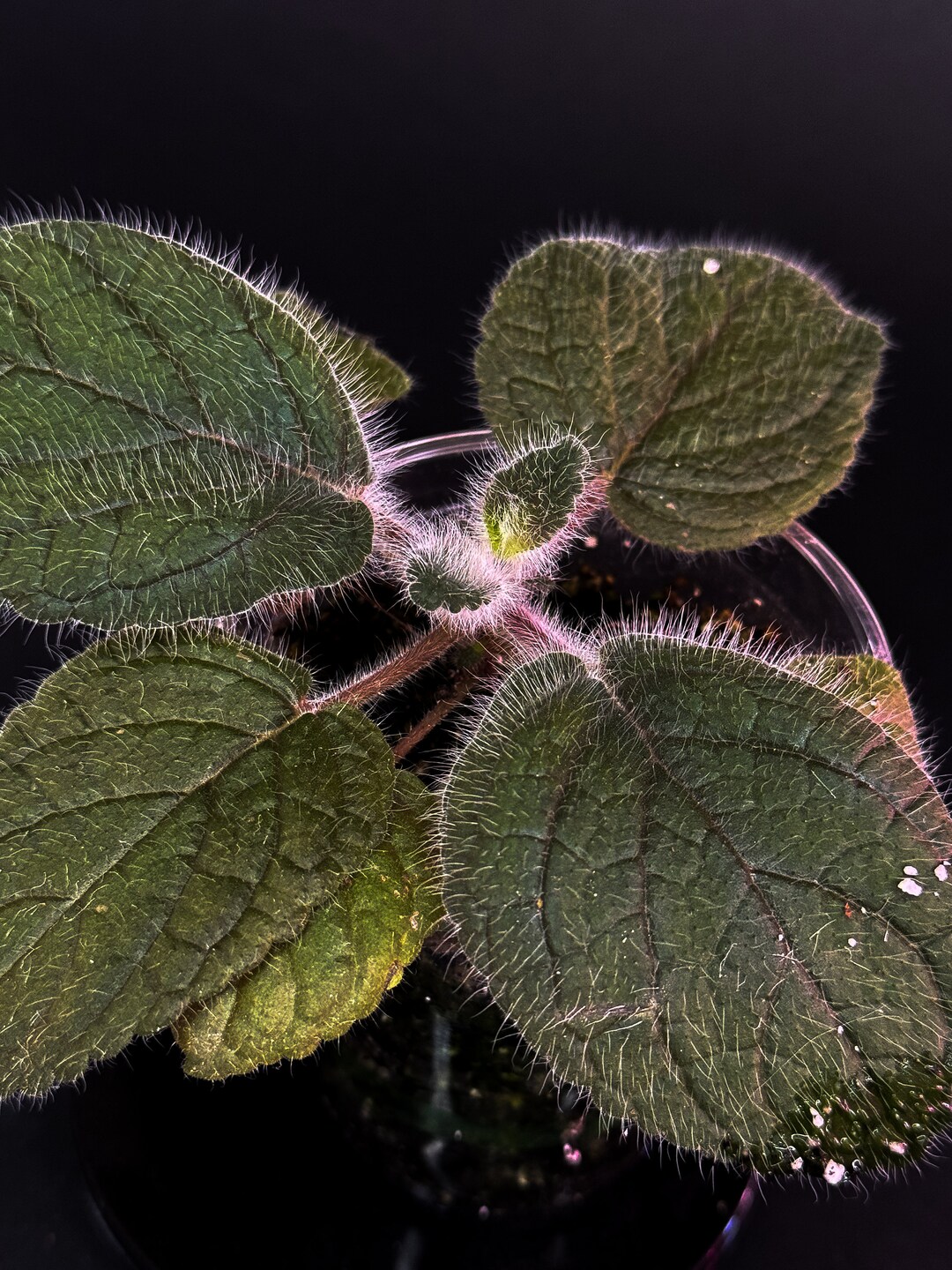 Sinningia Sp. labeled as 'aghensis' - Etsy