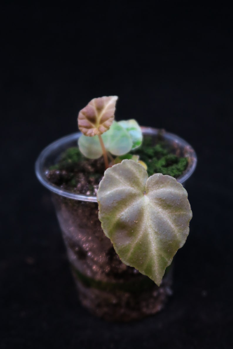 Begonia Jubar - Etsy